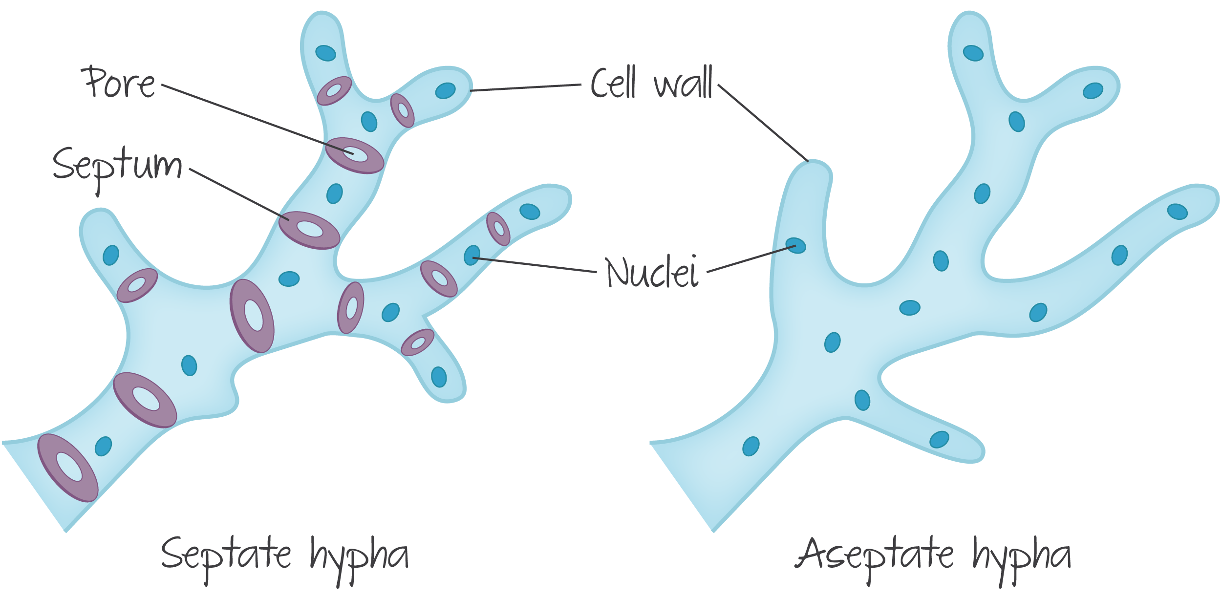 Cell Biology | DP Biology - IB Recap